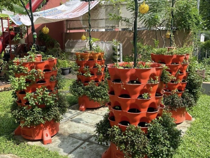 Meet the community gardeners of Marine Crescent Ville who nurture their ...