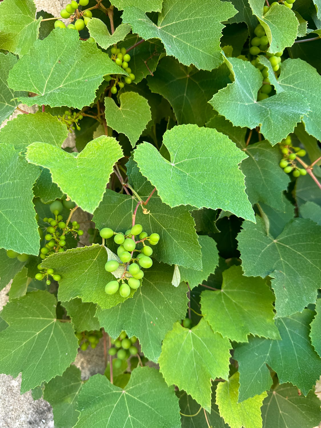 Living la dolce vita: A wine and dine tour in Piedmont, Italy