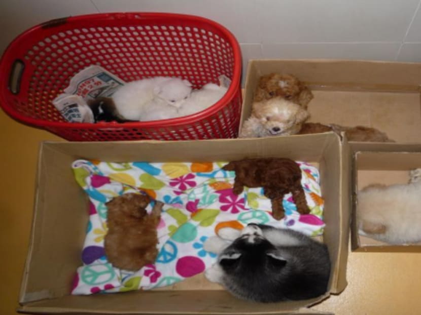 Woman jailed 5 months for smuggling puppies and animal cruelty - TODAY