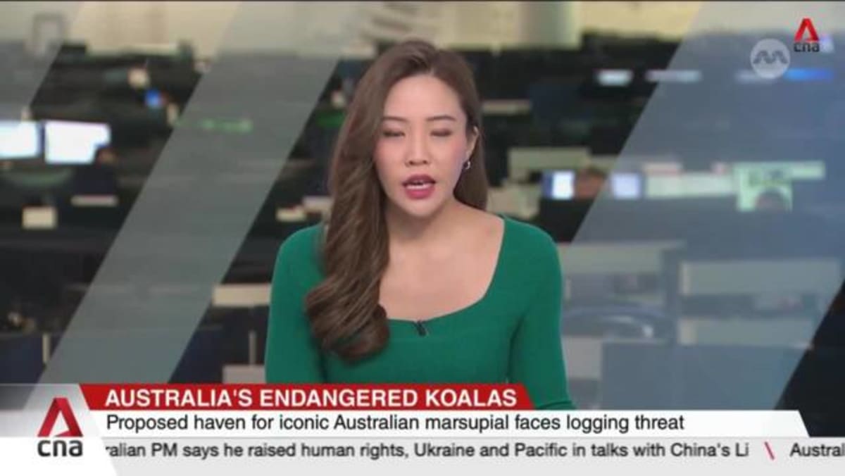 Survival of Australia's koalas under threat as logging, land clearing delay opening of national ...