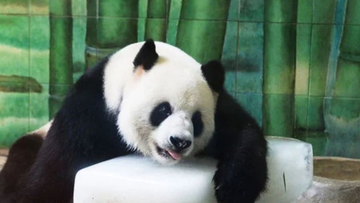 Chinese zoo suspends keeper over ‘mistreatment’ of giant panda - TODAY