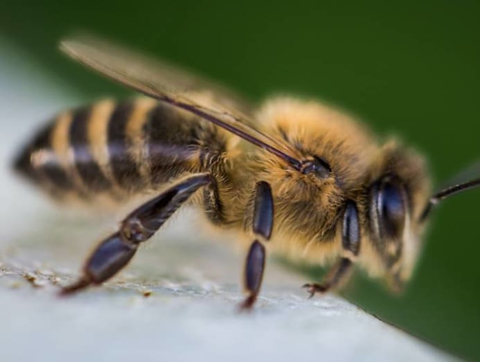 First aid tips: What should you do after being stung by a stingray ...