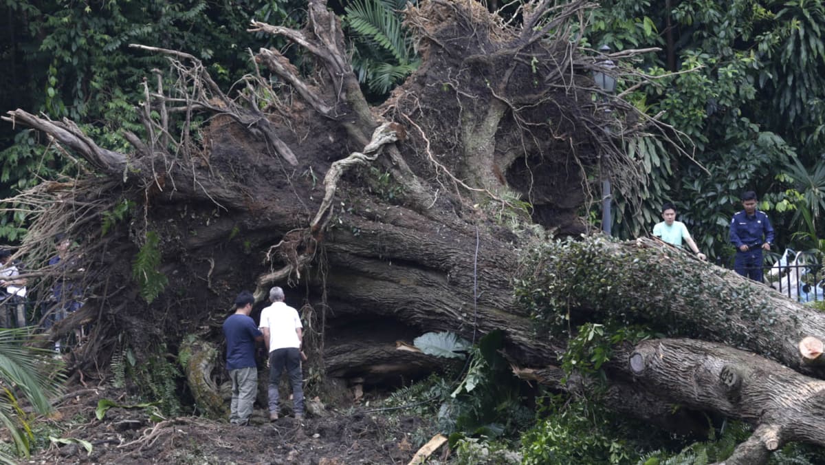 Fallen Tembusu tree at Botanic Gardens kills 1, injures 4 - TODAY