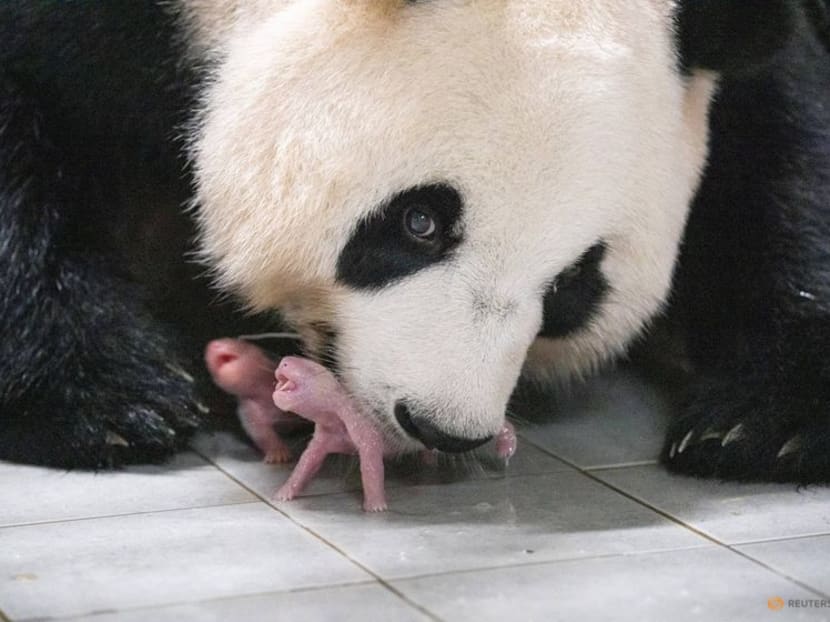South Korean zoo welcomes giant panda twins - TODAY South Korean zoo welcomes giant panda twins - TODAY