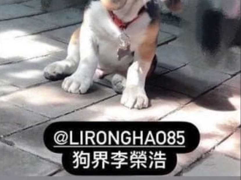 These Are The Dogs And Cats Netizens Say Look Like Li Ronghao - TODAY