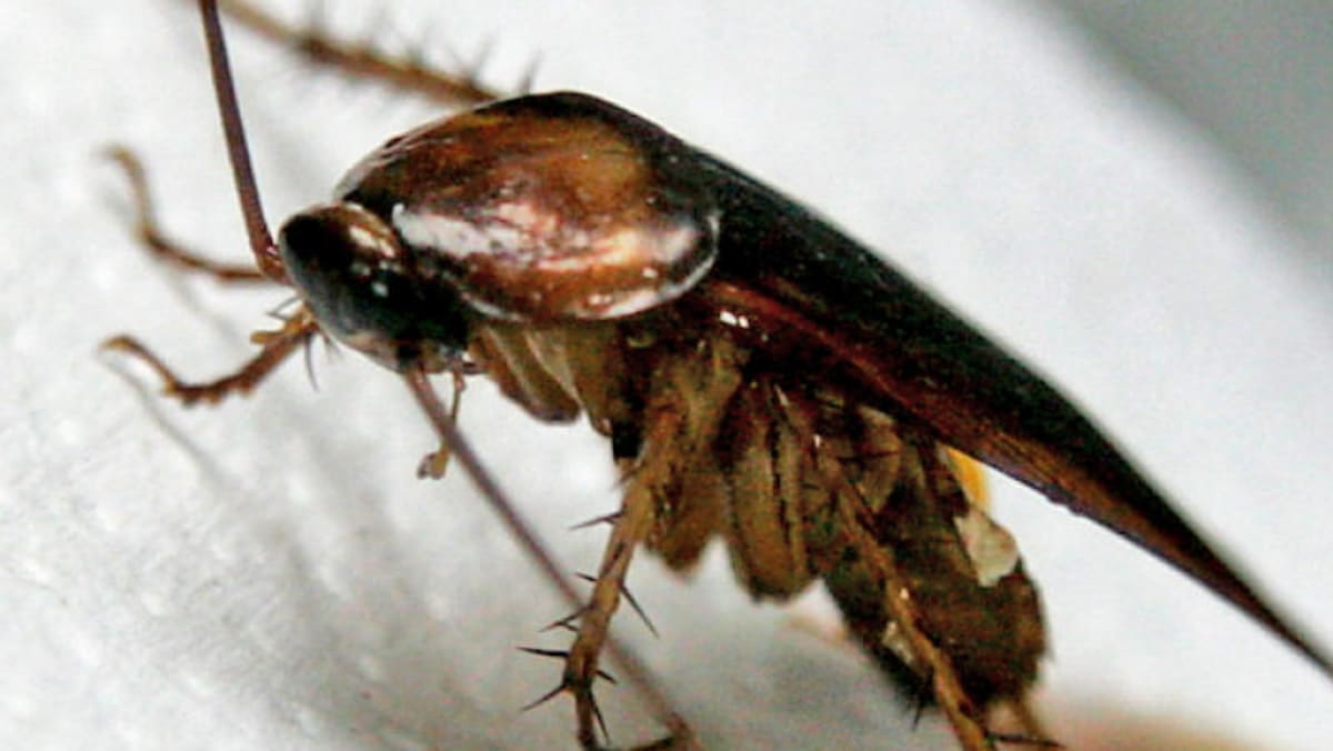 Cockroach chews hole in Chinese woman's eardrum, after crawling in ...