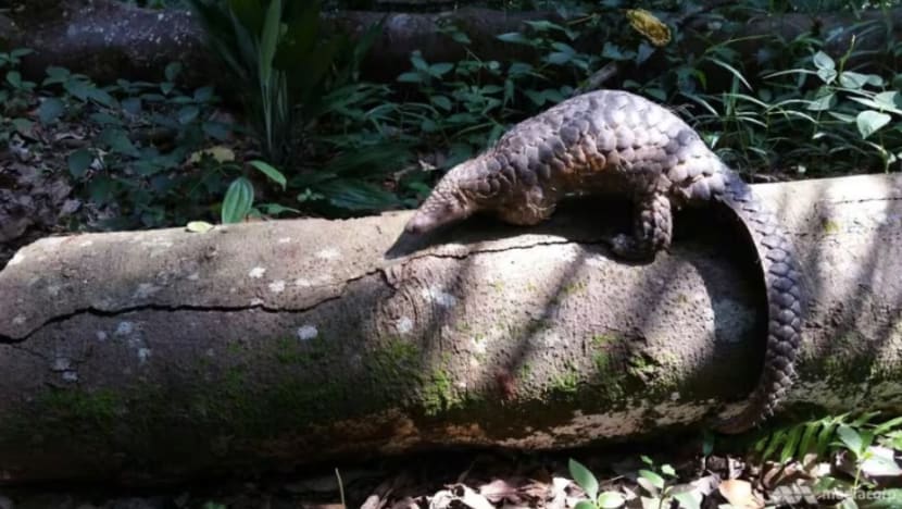 Askar RSAF mengaku jual tenggiling bunting yang dijumpai di penghubung ...