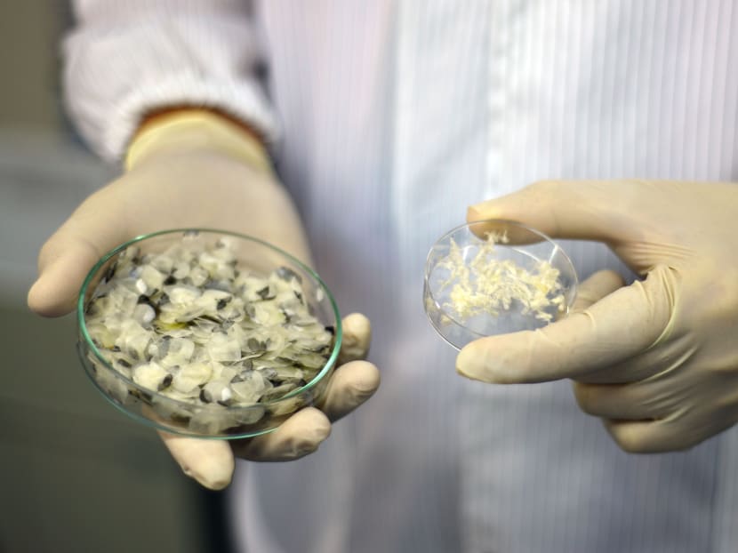 Fish scales may be used for wound healing - TODAY