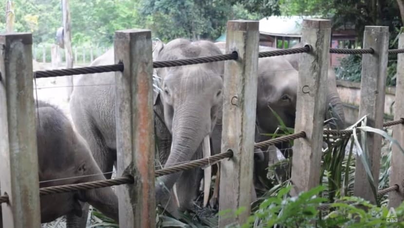 IN FOCUS: Protecting Sabah’s endangered elephants in the spotlight ...