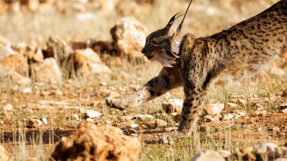 Extinction crisis puts 1 million species on the brink - TODAY