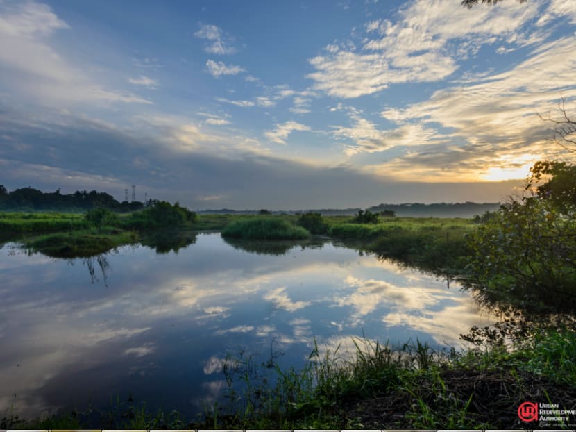 Rich biodiversity on offer as Kranji Marshes open - TODAY