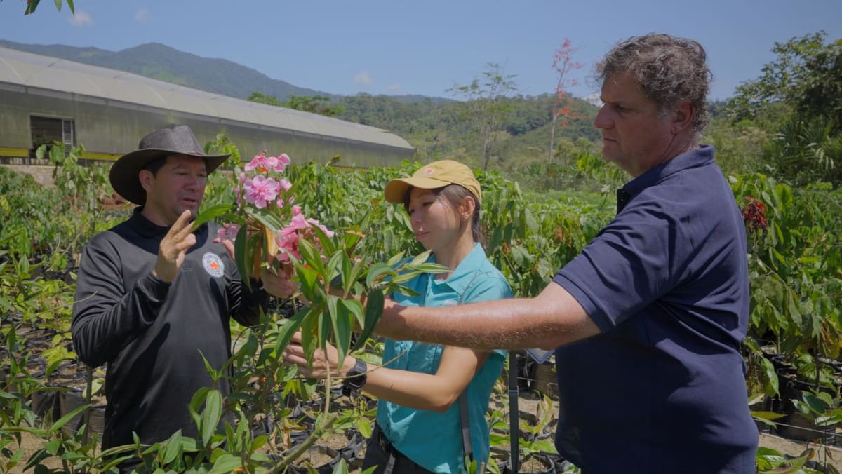 ROOTS: A Greening Journey - A Garden City’s Latin American Roots - CNA