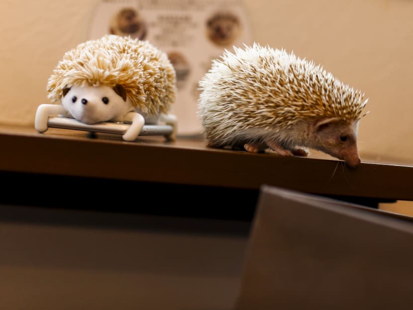 Gallery: Japanese line up to cuddle hedgehogs - carefully - TODAY