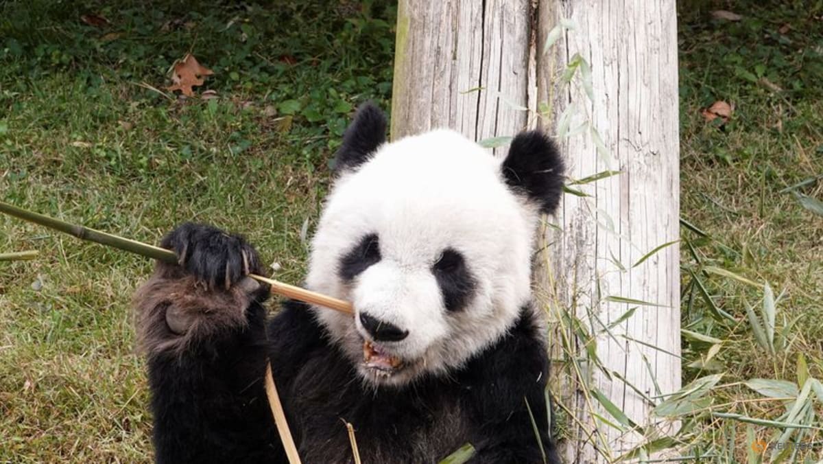 Bye-bye Ya Ya and Le Le: Memphis pandas to be returned to China - TODAY