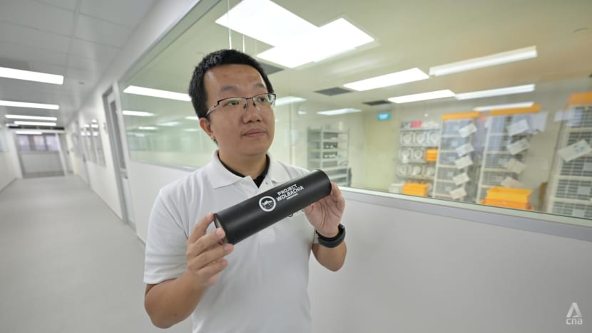 Project Wolbachia: 300 million mosquitoes released but not a silver ...