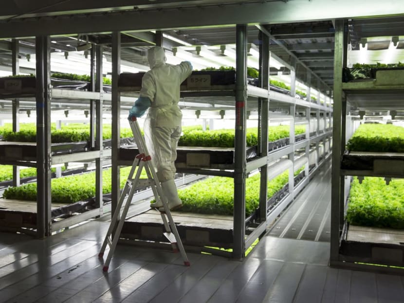 Skyscraper farms are about to go global - TODAY
