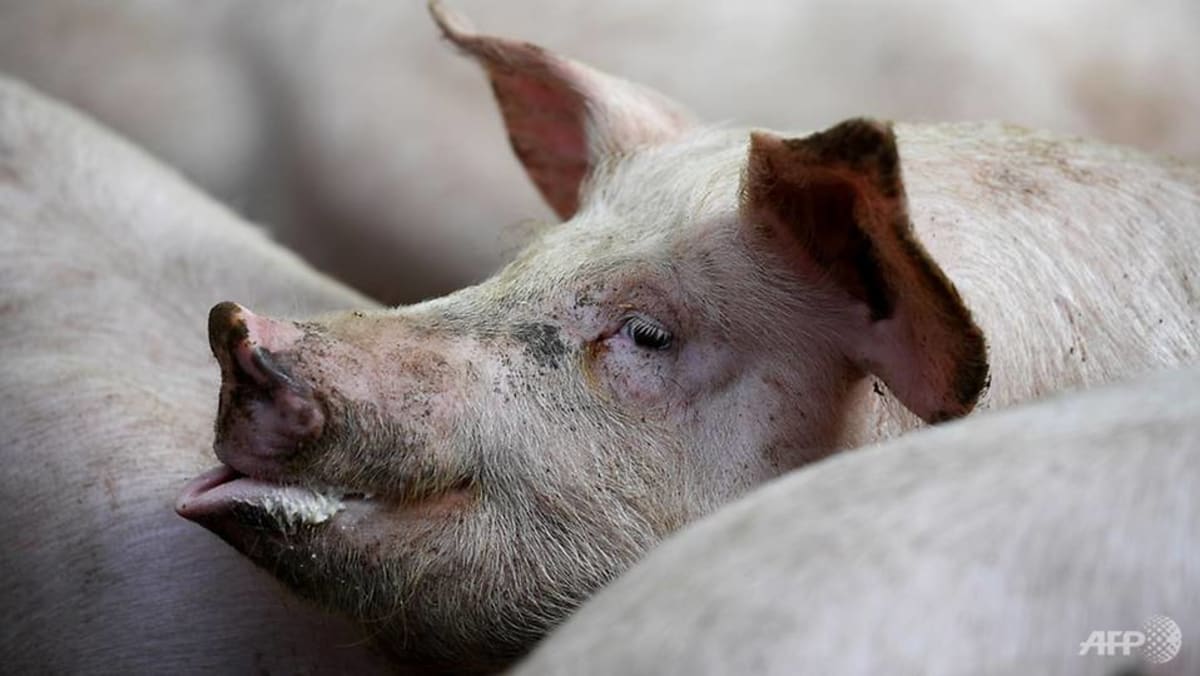 Pig blood: Why and when was it banned in Singapore? - CNA