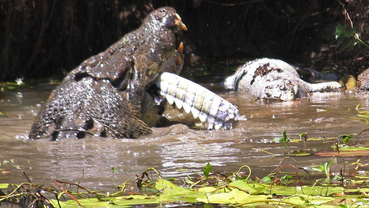 Aussie crocs in vicious duel to the death - TODAY