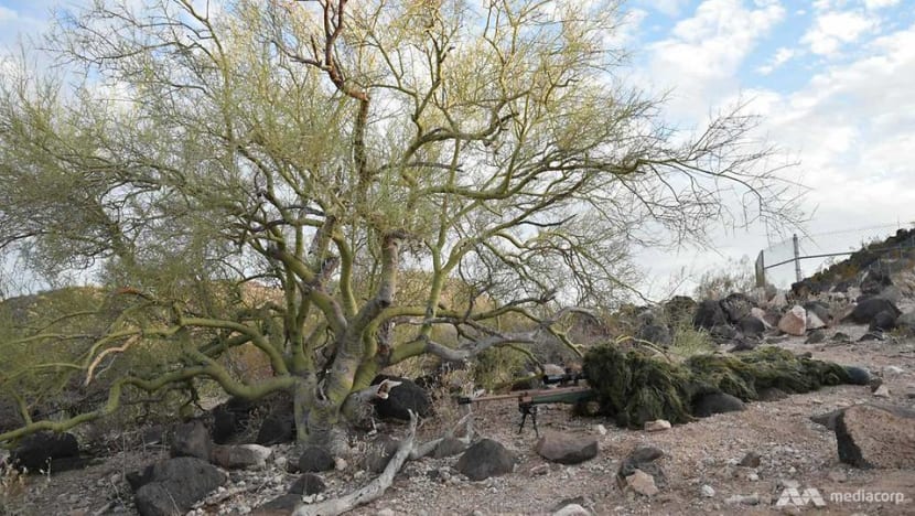 Exercise Forging Sabre: What it takes to be a Singaporean sniper - CNA