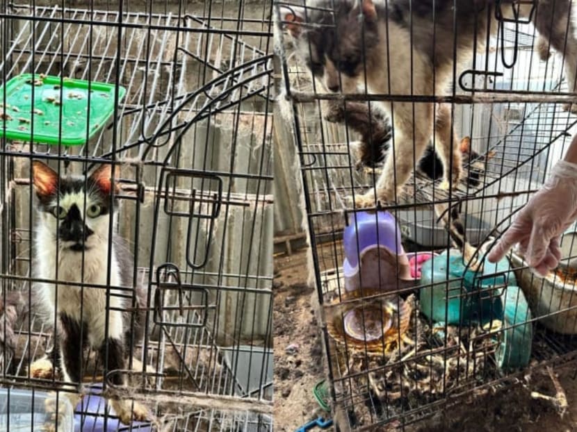 Skeletal remains of 3 cats found in rental flat, 2 others rescued from ...