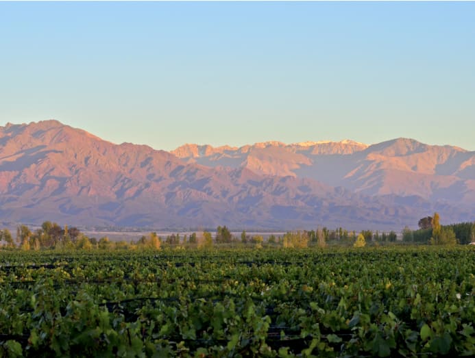 5 winery joint ventures that you should know - CNA Luxury