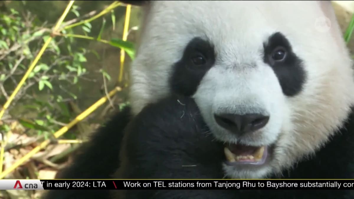 VIP flight, temperature-controlled cabin: How Singapore’s panda cub Le ...