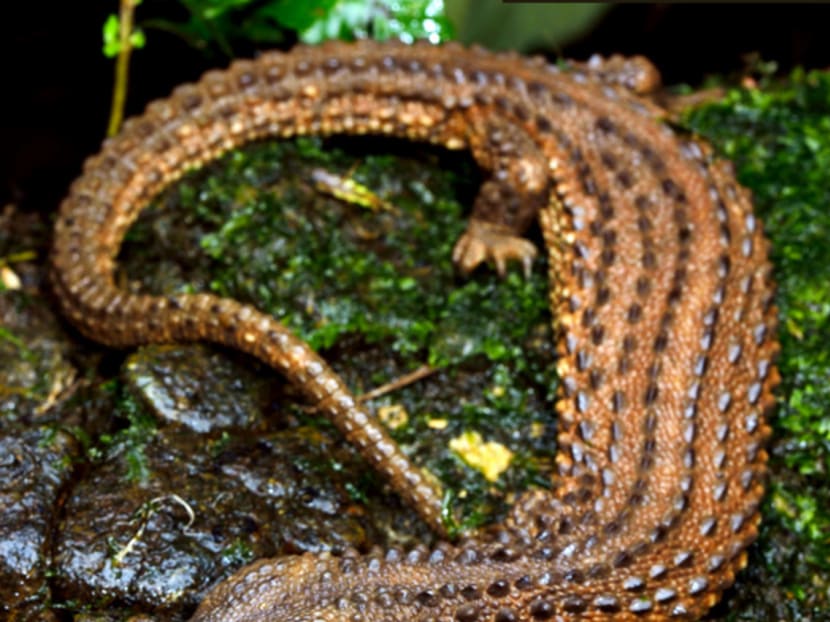 Malaysia goes to battle for Godzilla-like lizard - TODAY