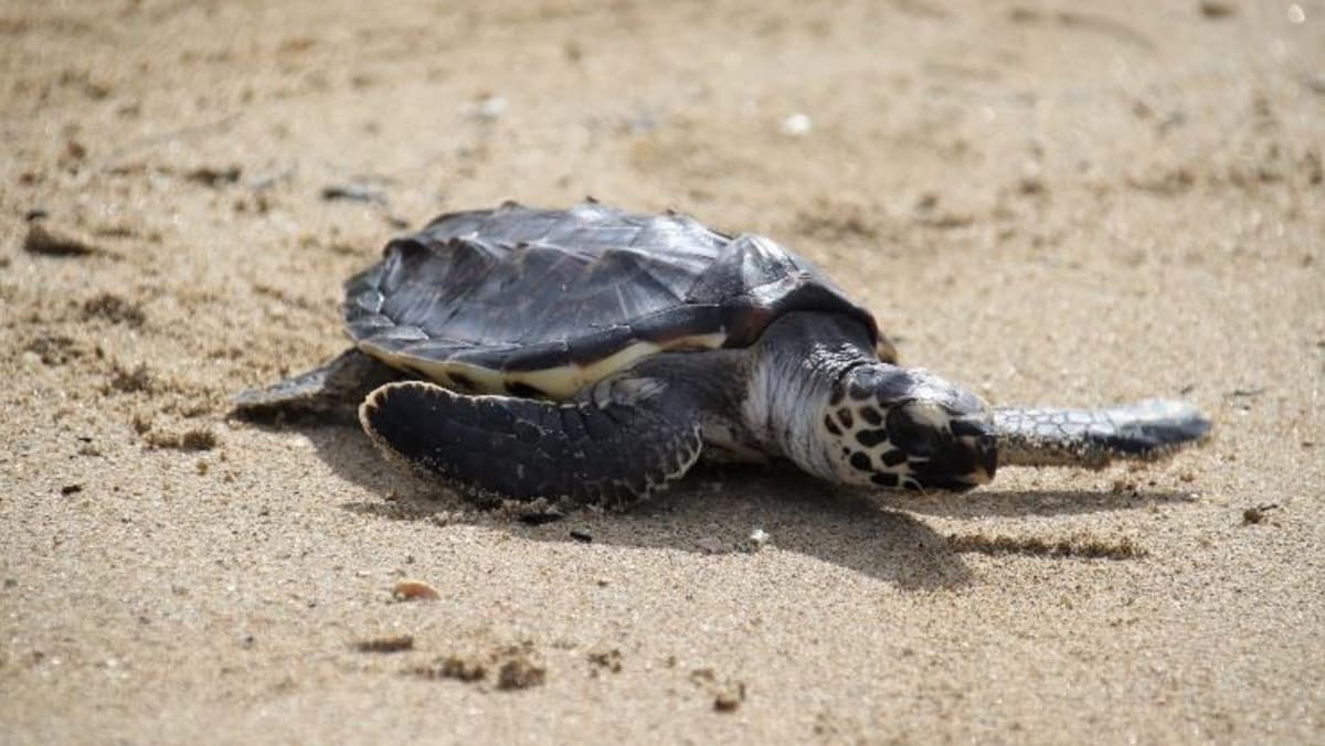 Hawksbill turtle rescued from brink of death released back into the ...