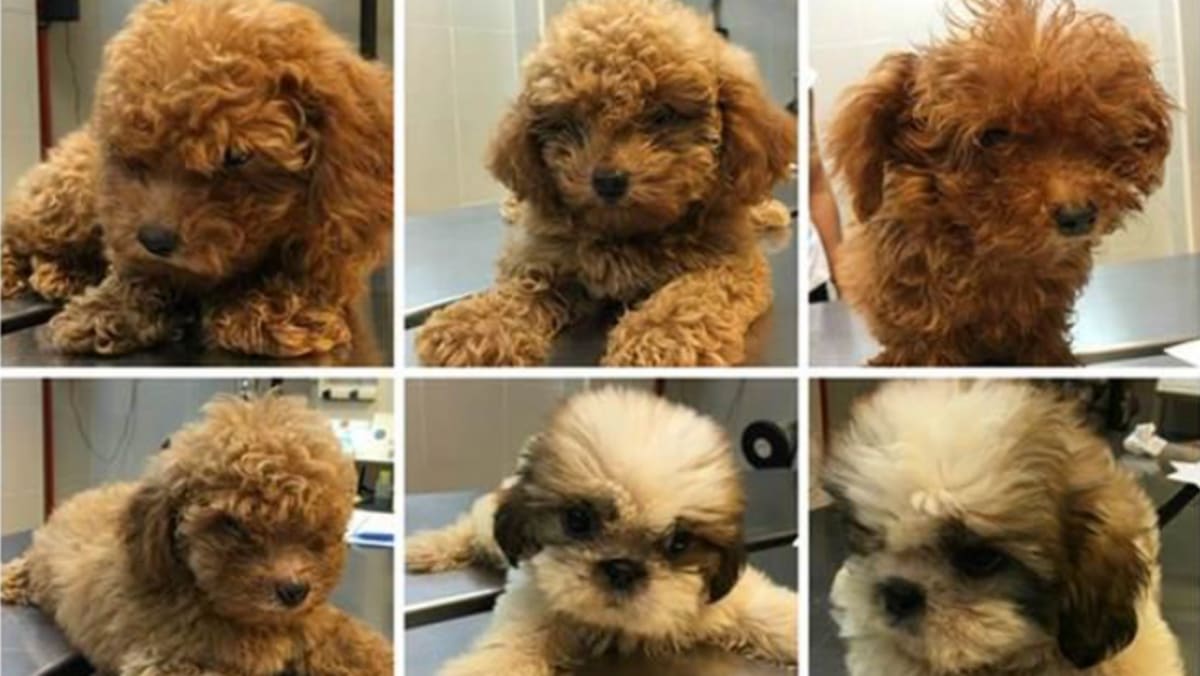 Gallery: Man jailed 6 months for smuggling puppies, animal cruelty - TODAY