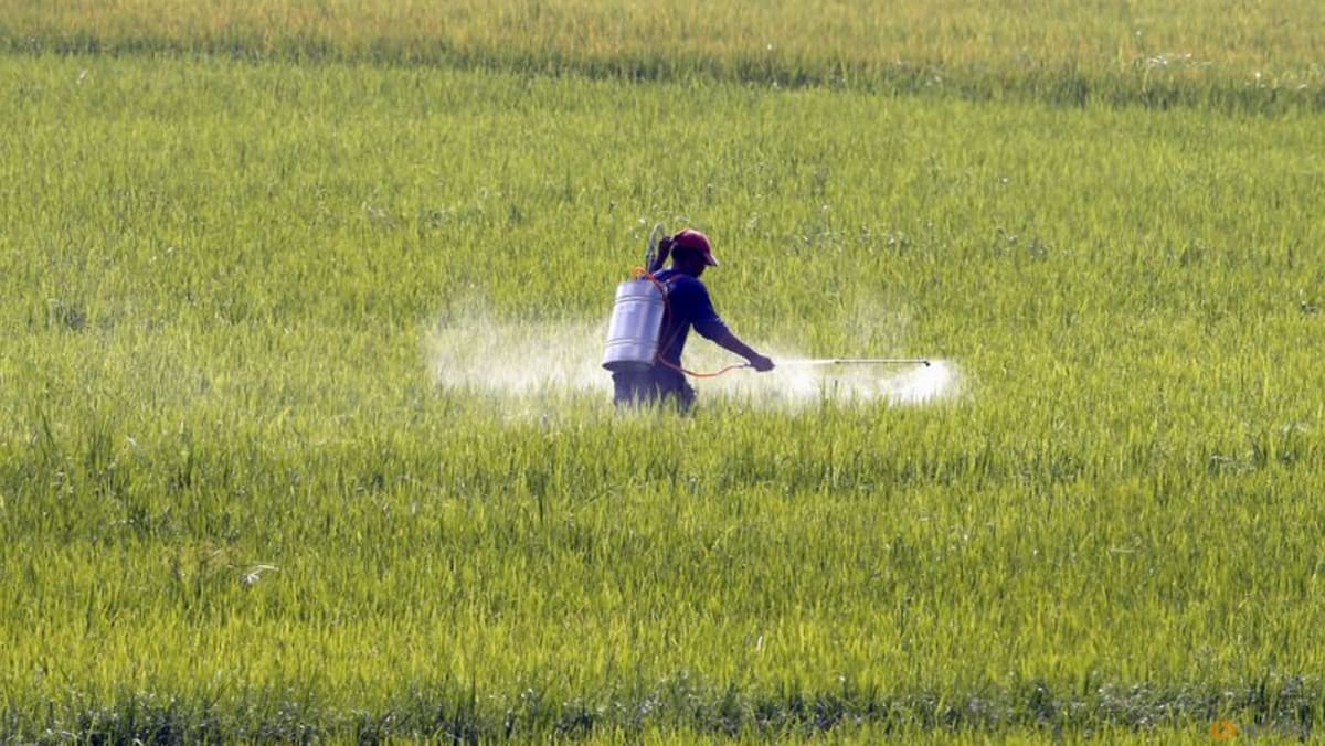Philippines' Q3 agricultural output up 1.8% y/y - CNA