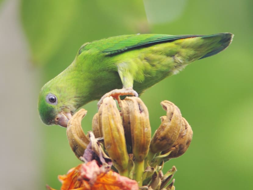 Rich biodiversity on offer as Kranji Marshes open - TODAY