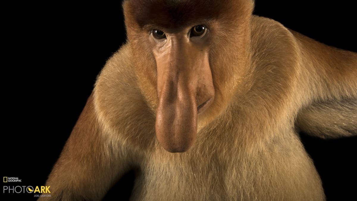 Singapore Zoo’s proboscis monkey in international spotlight - TODAY