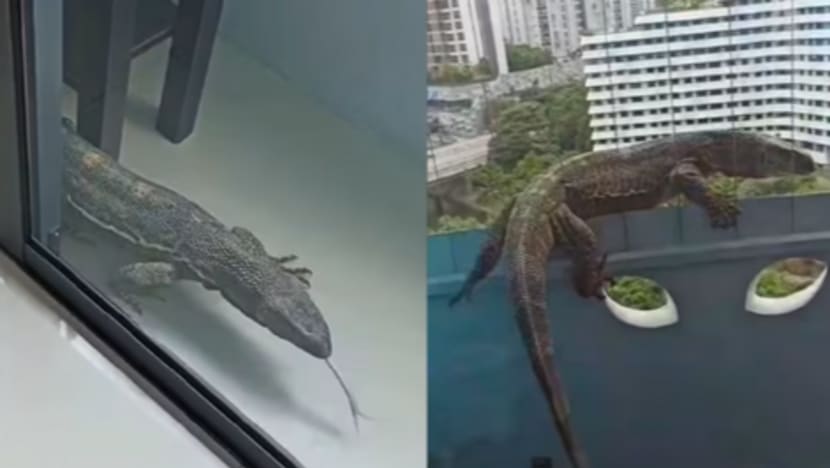 Non Native Monitor Lizard Found In Singapore Flat Casts Spotlight On