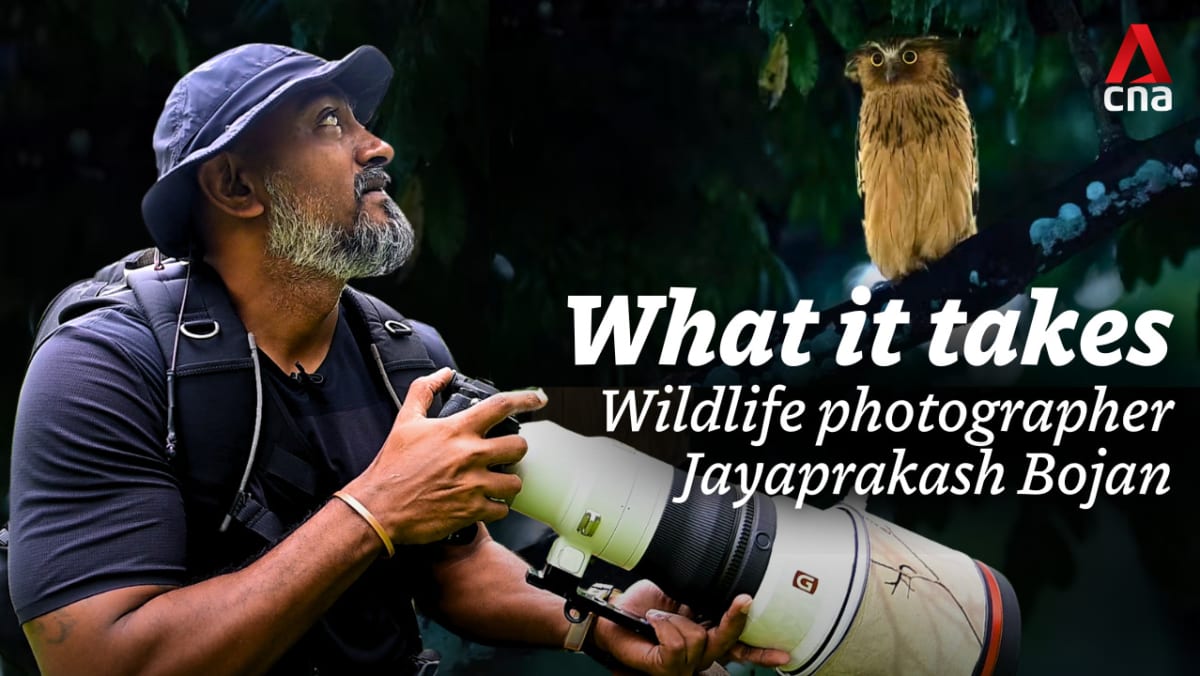 What It Takes: Top wildlife photographer Jayaprakash Bojan | Video - CNA
