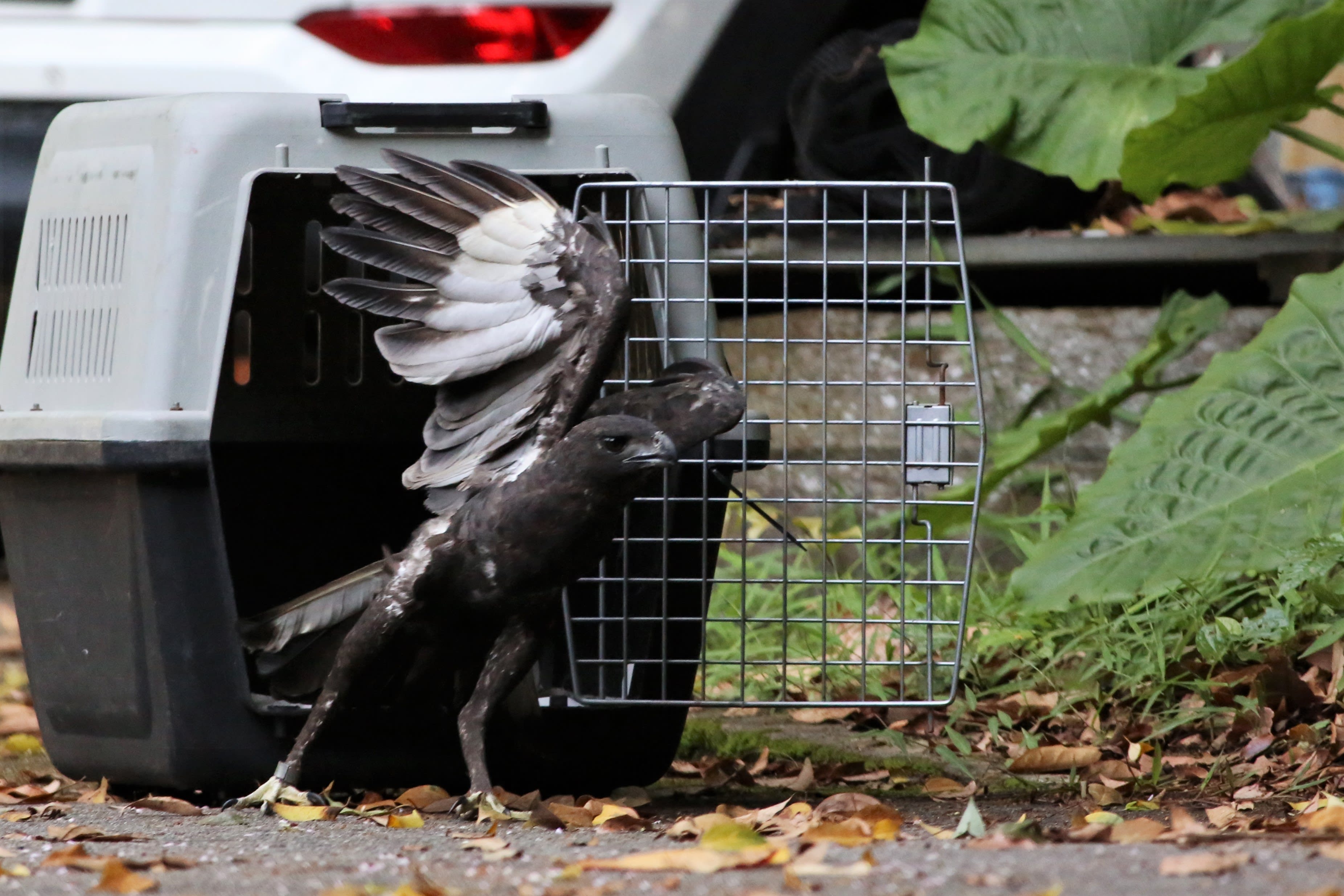 Injured eagle released into the wild after vets use bamboo chopsticks ...