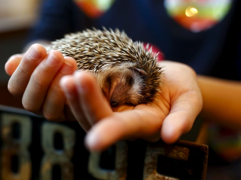 Gallery: Japanese line up to cuddle hedgehogs - carefully - TODAY