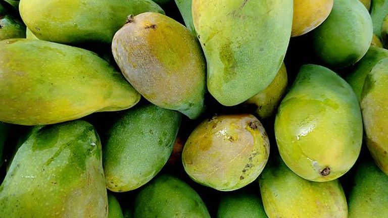 Mangga harum manis, harumkan nama Perlis - BERITA Mediacorp