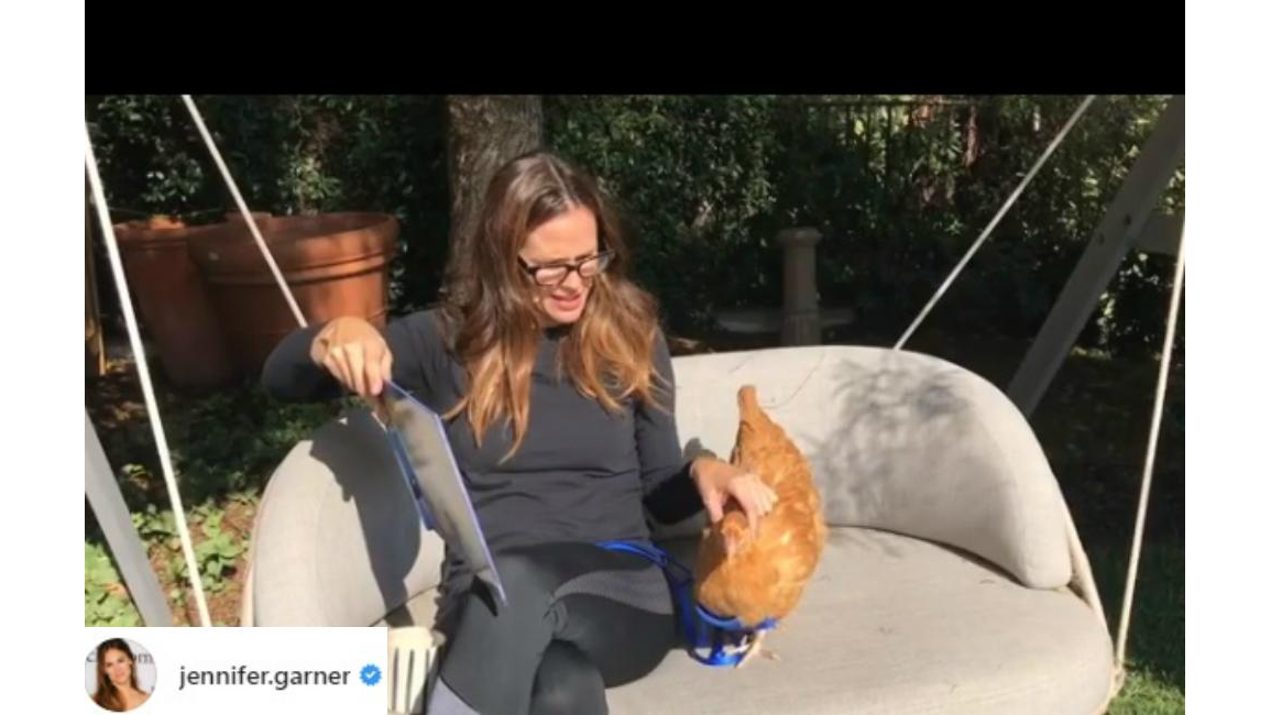 Jennifer Garner's chicken dead - 8days