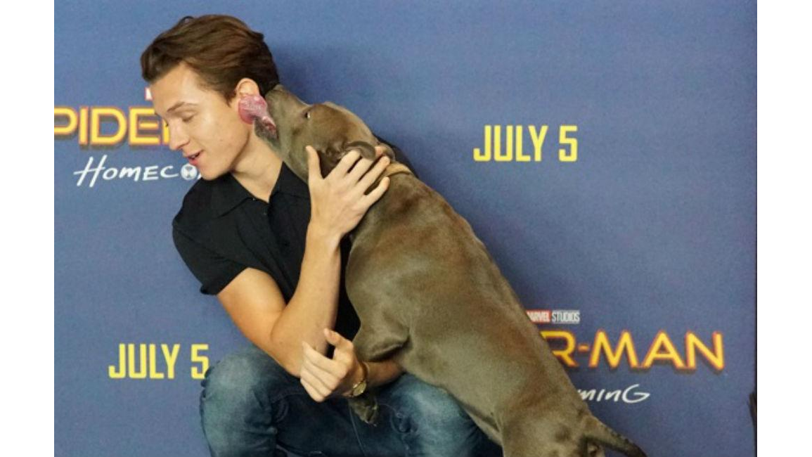 Tom Holland takes dog to film photo call - 8 Days
