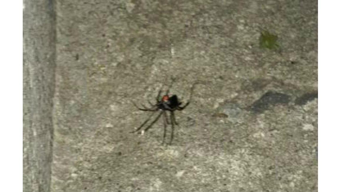 Ruby Rose's house invaded by venomous spiders - 8days