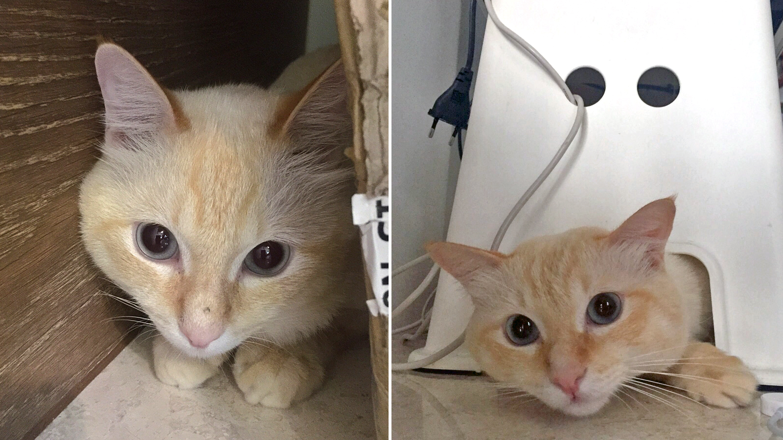 Furbulous Celebrity Meow series: Felicia Chin and the other guy in her ...