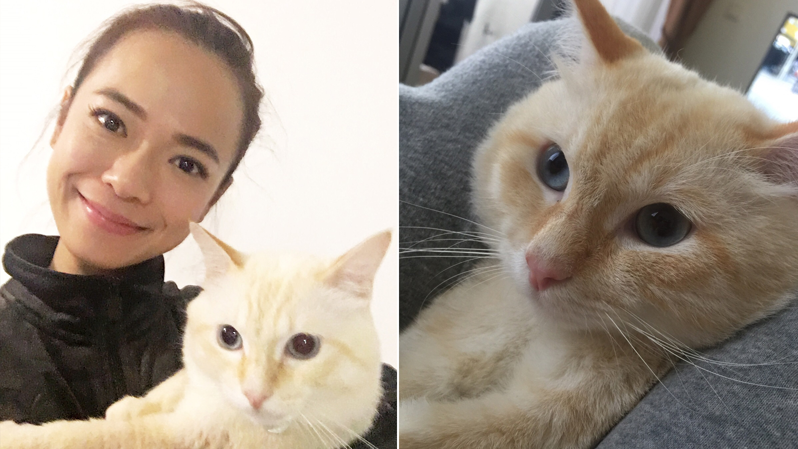Furbulous Celebrity Meow series: Felicia Chin and the other guy in her ...