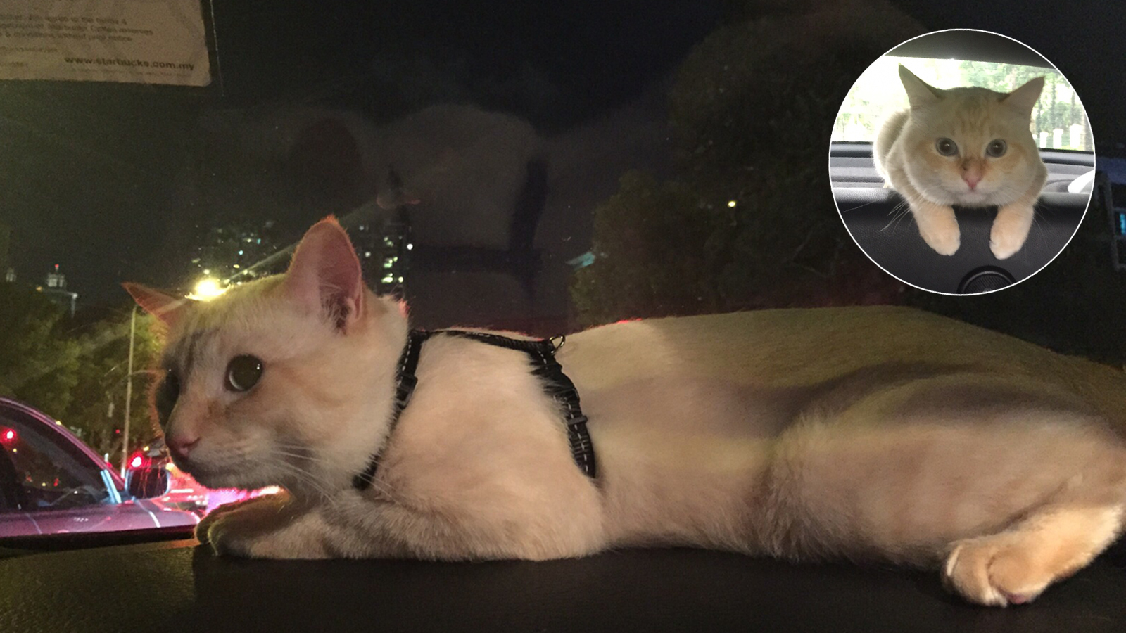 Furbulous Celebrity Meow series: Felicia Chin and the other guy in her ...