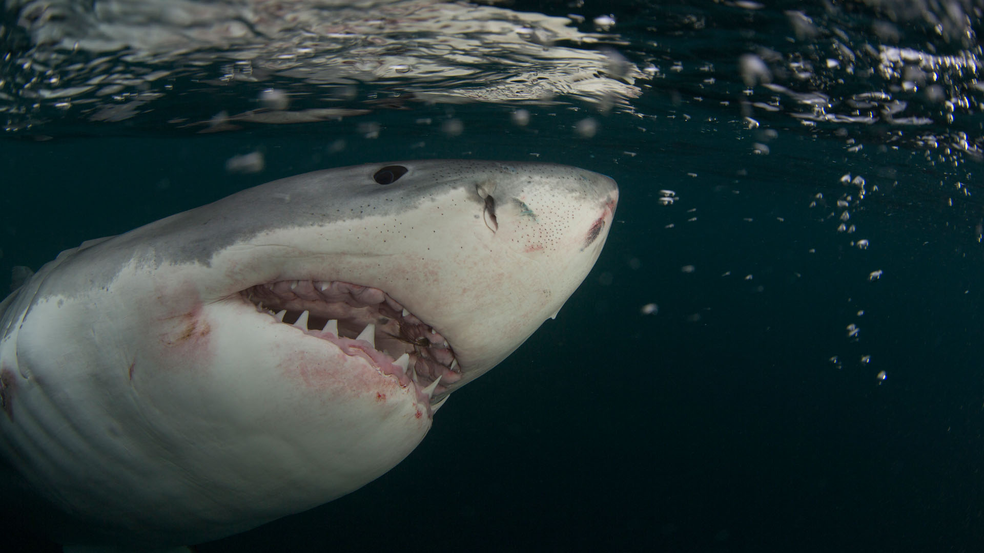 Shark Week 2019: A Guide To All The Fin-tastic Shows, Including Its ...