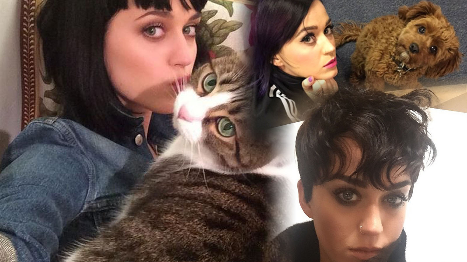 16 celebrities and their look-alike pets - 8days