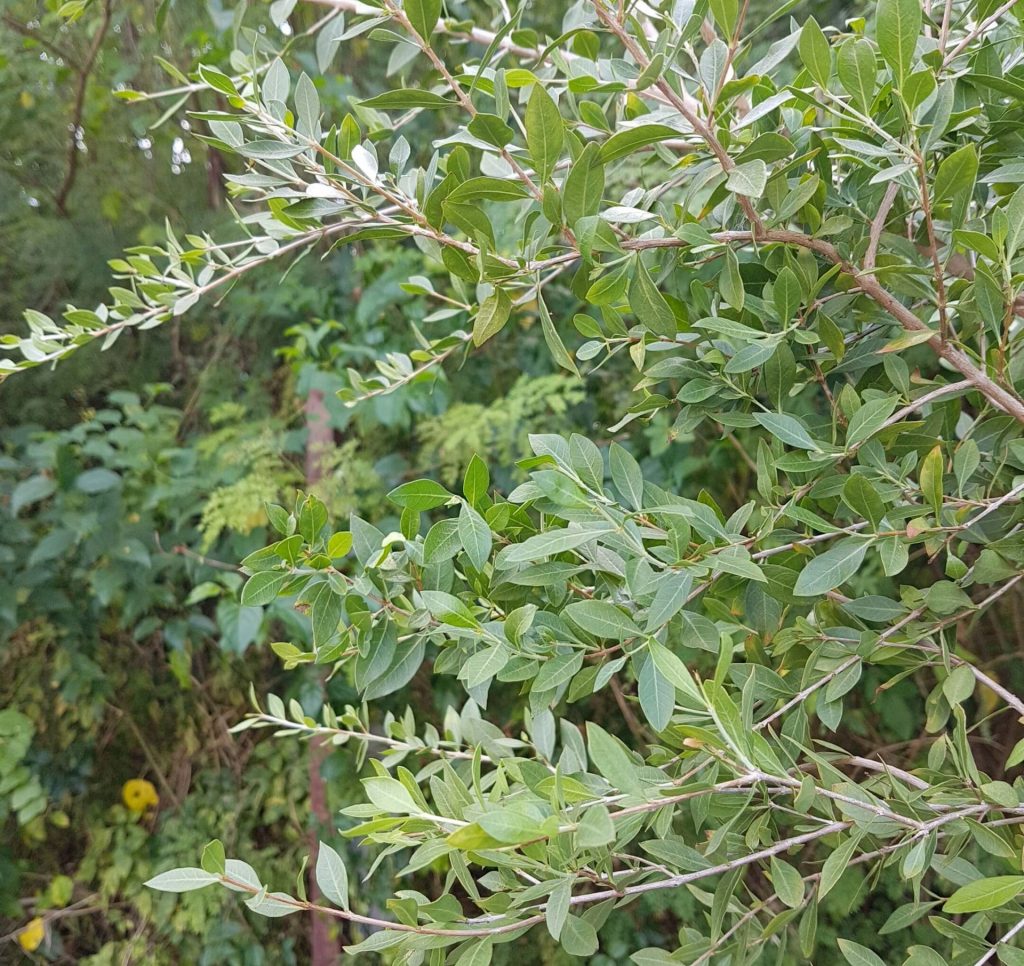 Bukan setakat cantikkan kuku, inai juga punyai pelbagai khasiat yang ...