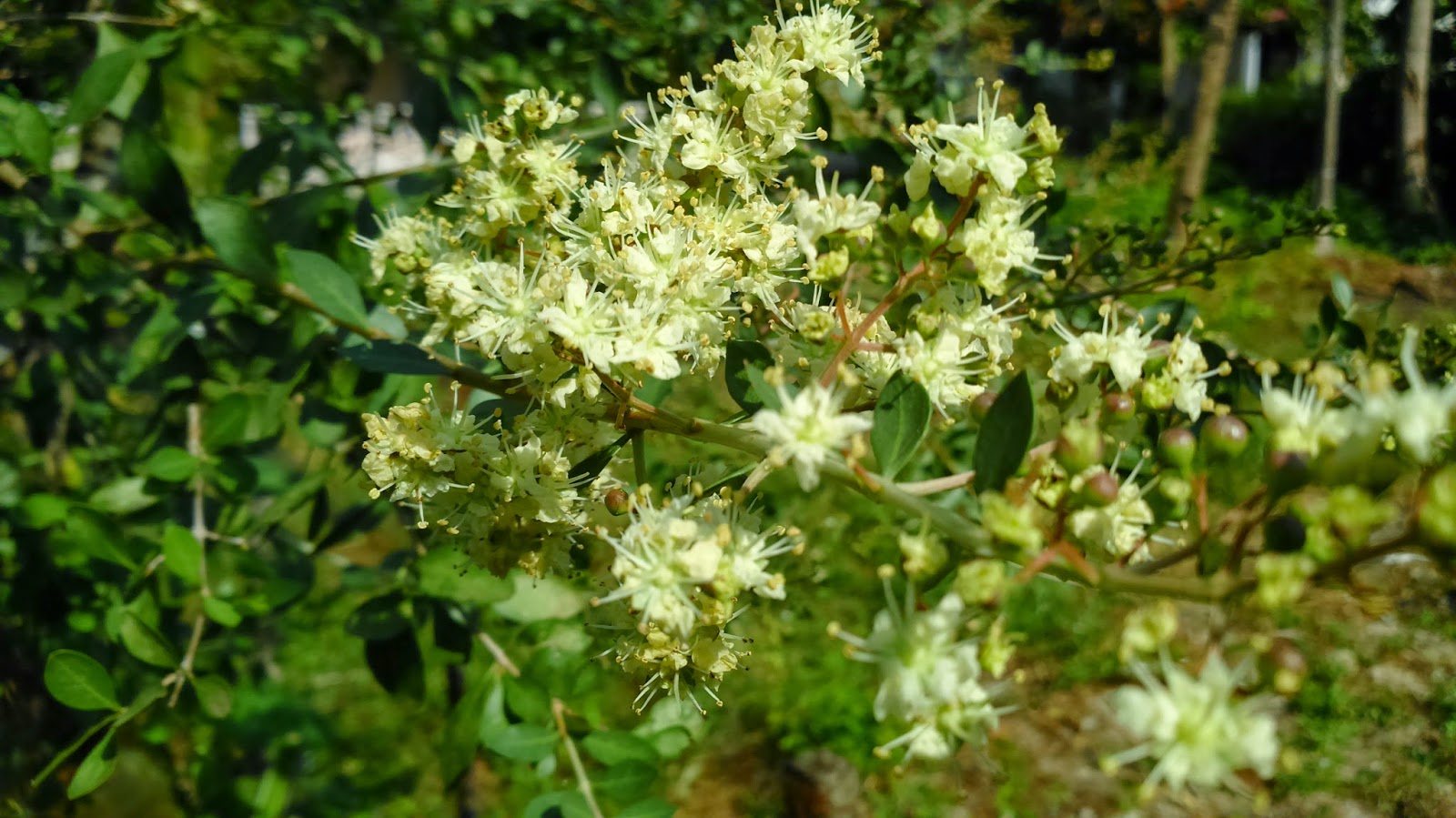 Bukan setakat cantikkan kuku, inai juga punyai pelbagai khasiat yang ...