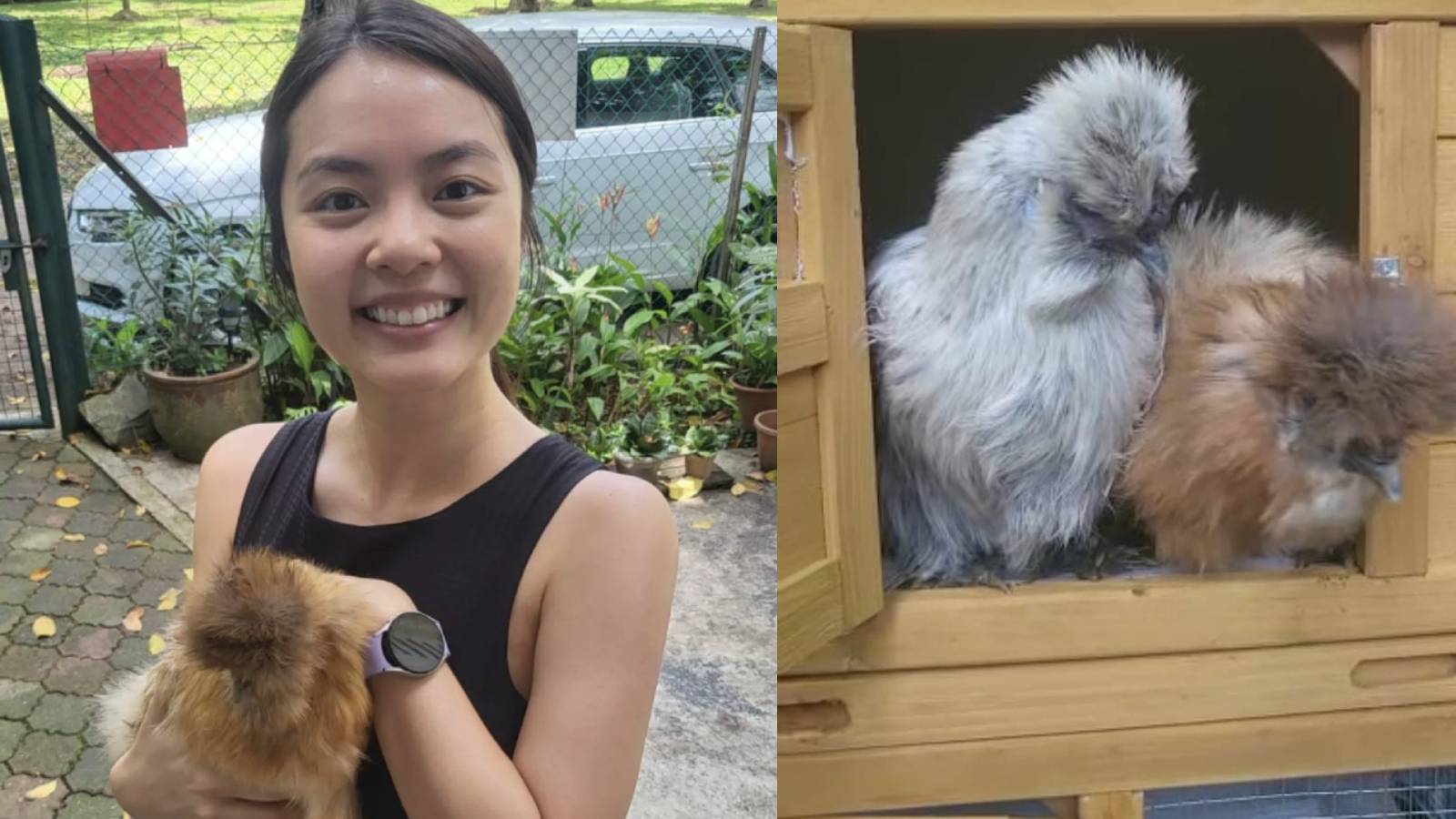 Chantalle Ng Now Has Pet Chickens, Jokes That Mum Lin Meijiao Won’t Let ...