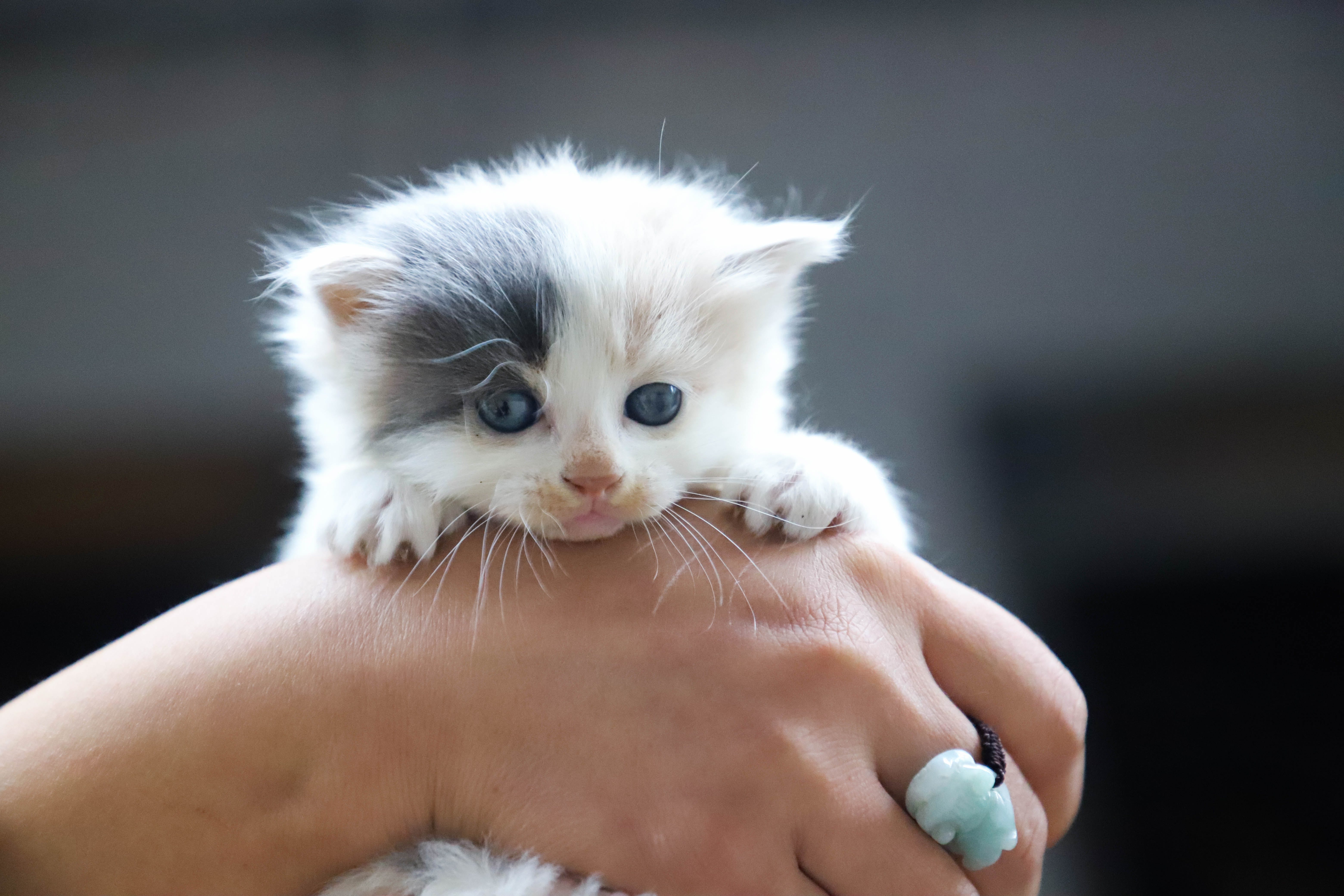 Pertama kali bela anak kucing? Ini 10 perkara yang perlu anda tahu ...