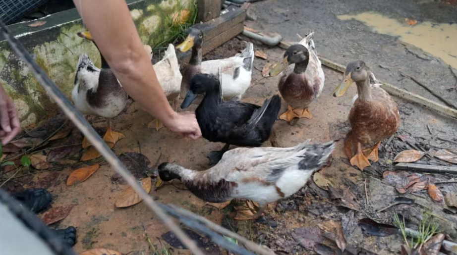 Ini cara seorang petani bandar menjadikan penternakan ketam di flat SG ...